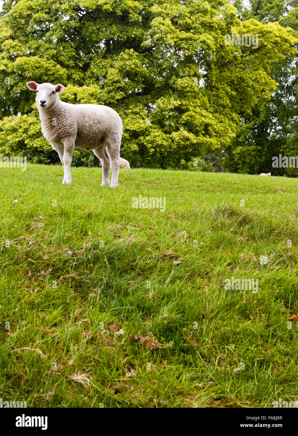 Lamb in the parkland at Calke Abbey, Derbyshire Stock Photo - Alamy