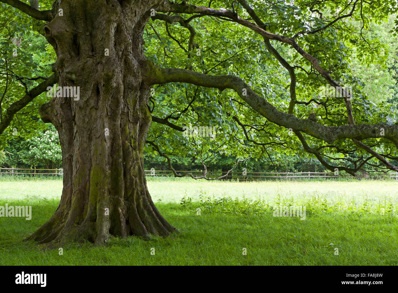 English parkland tree hi-res stock photography and images - Alamy