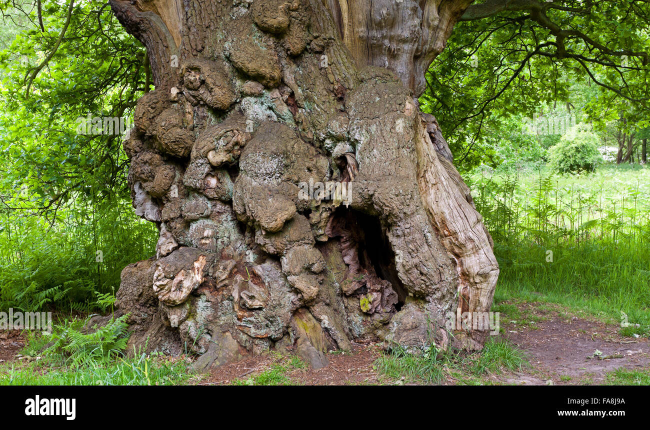 English parkland tree hi-res stock photography and images - Alamy