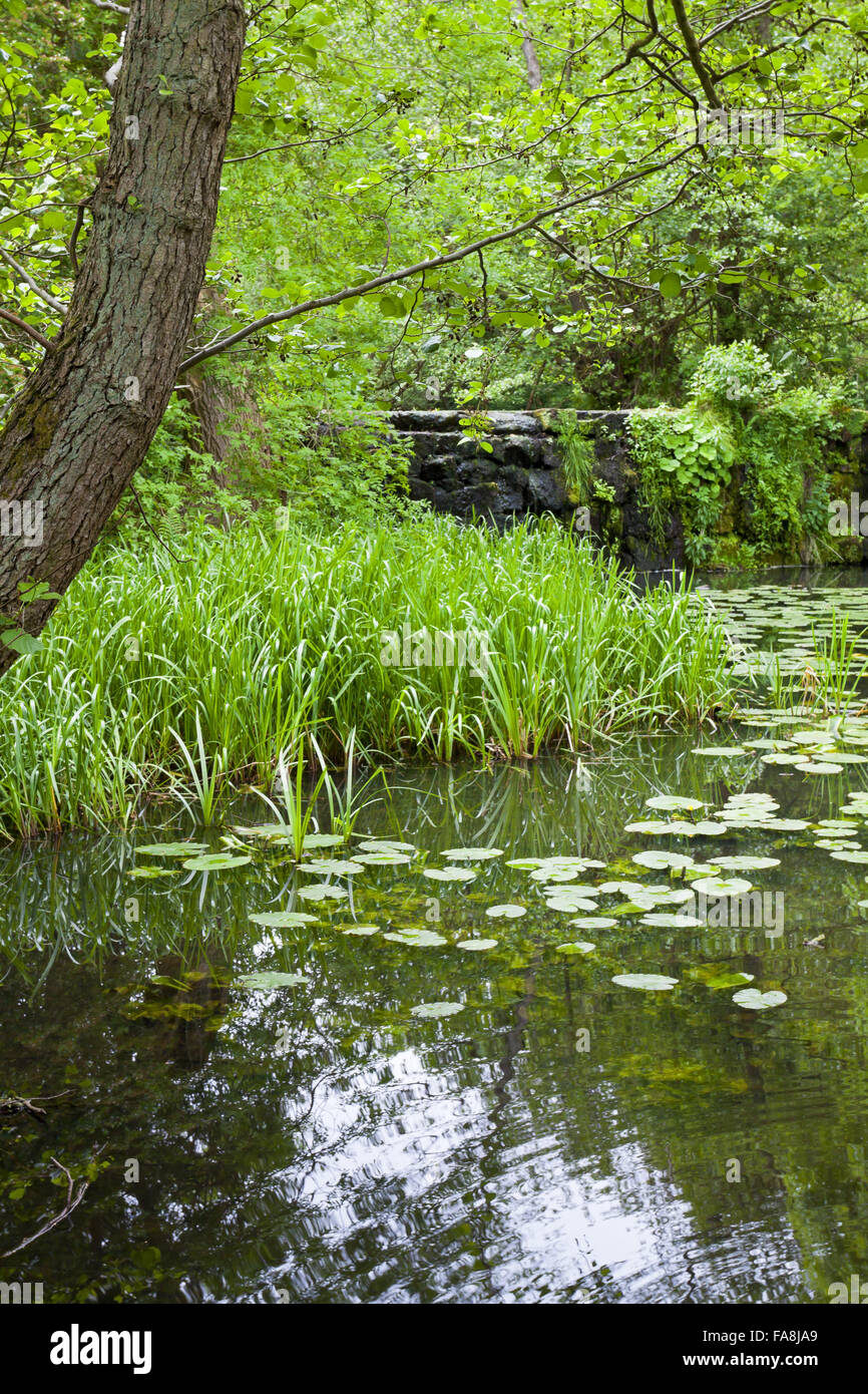 Weir and pond with lily pads at Calke Park National Nature Reserve ...