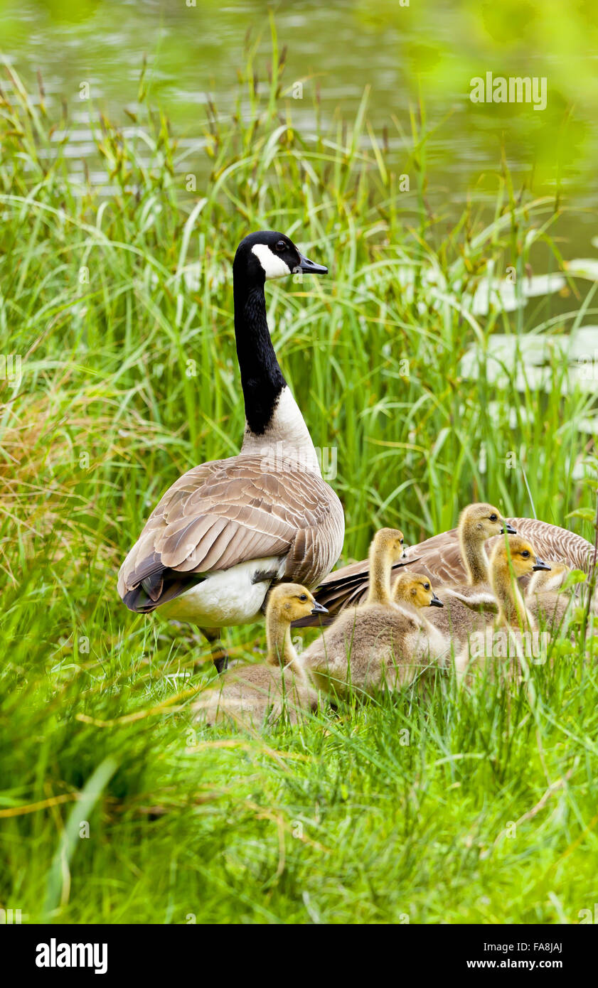 Family of Canada Geese (Branta canadensis) at Calke Park National ...