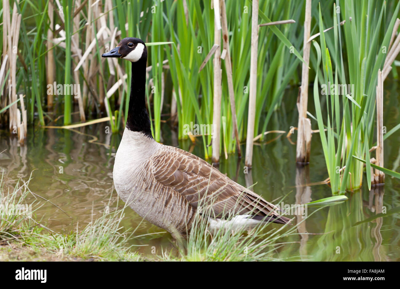 Canada Goose (Branta canadensis) at Calke Park National Nature Reserve ...