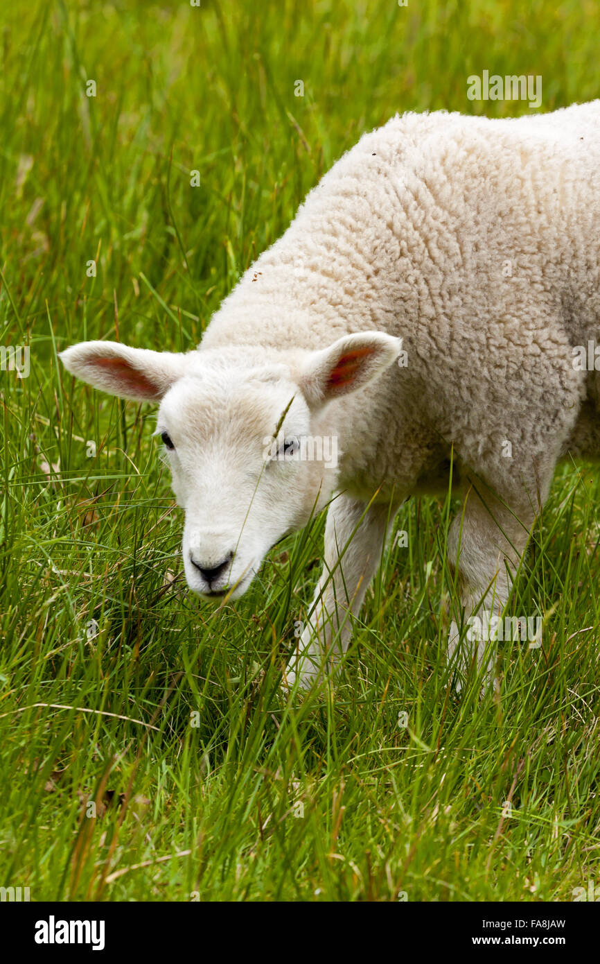 Lamb in May at Calke Park National Nature Reserve, Derbyshire Stock ...