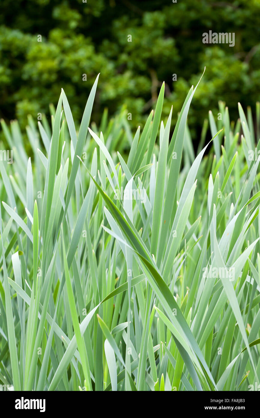 Reeds growing at Calke Park National Nature Reserve, Derbyshire Stock ...