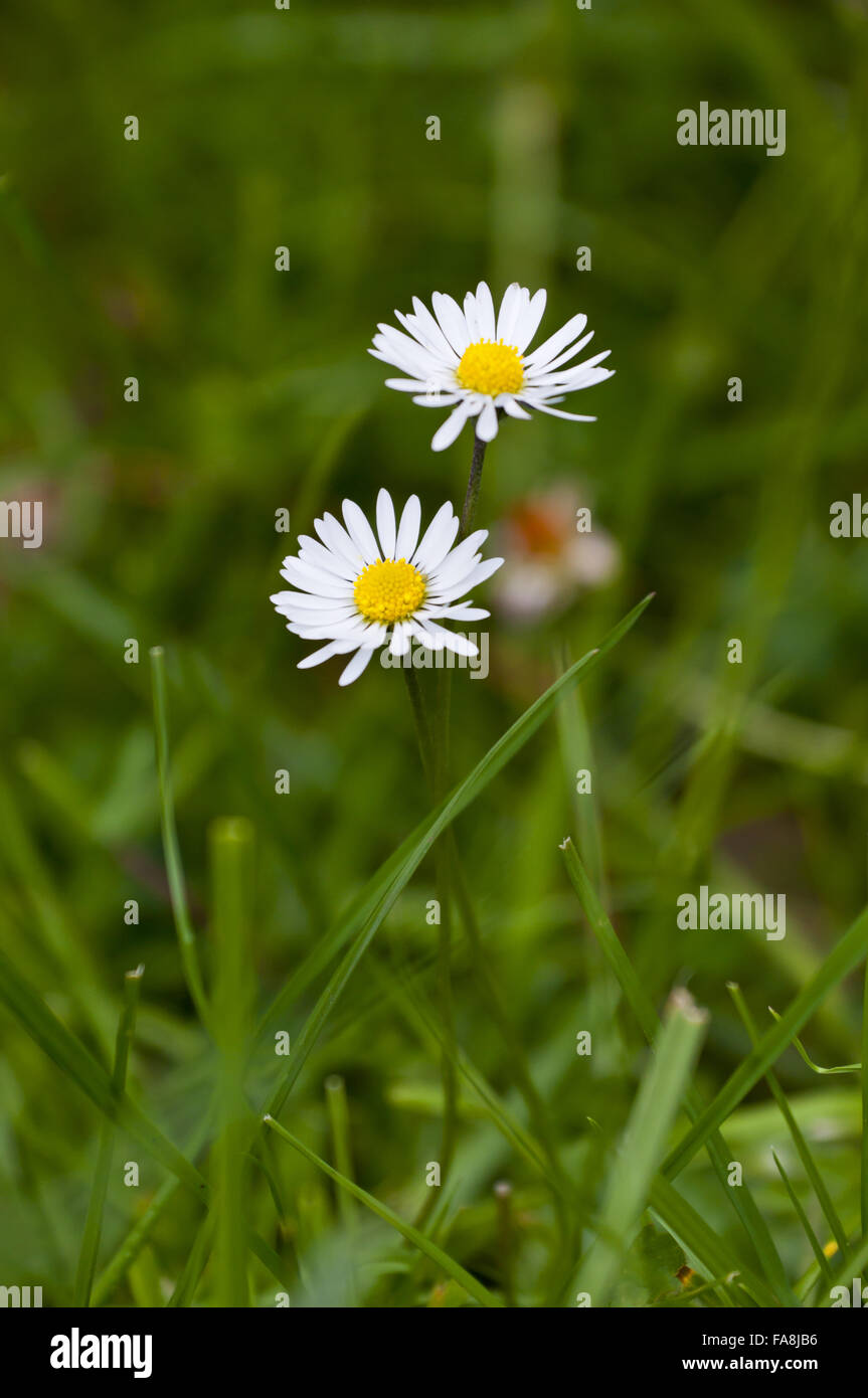 Daisies growing in the wild flower meadow in May at Calke Park National ...