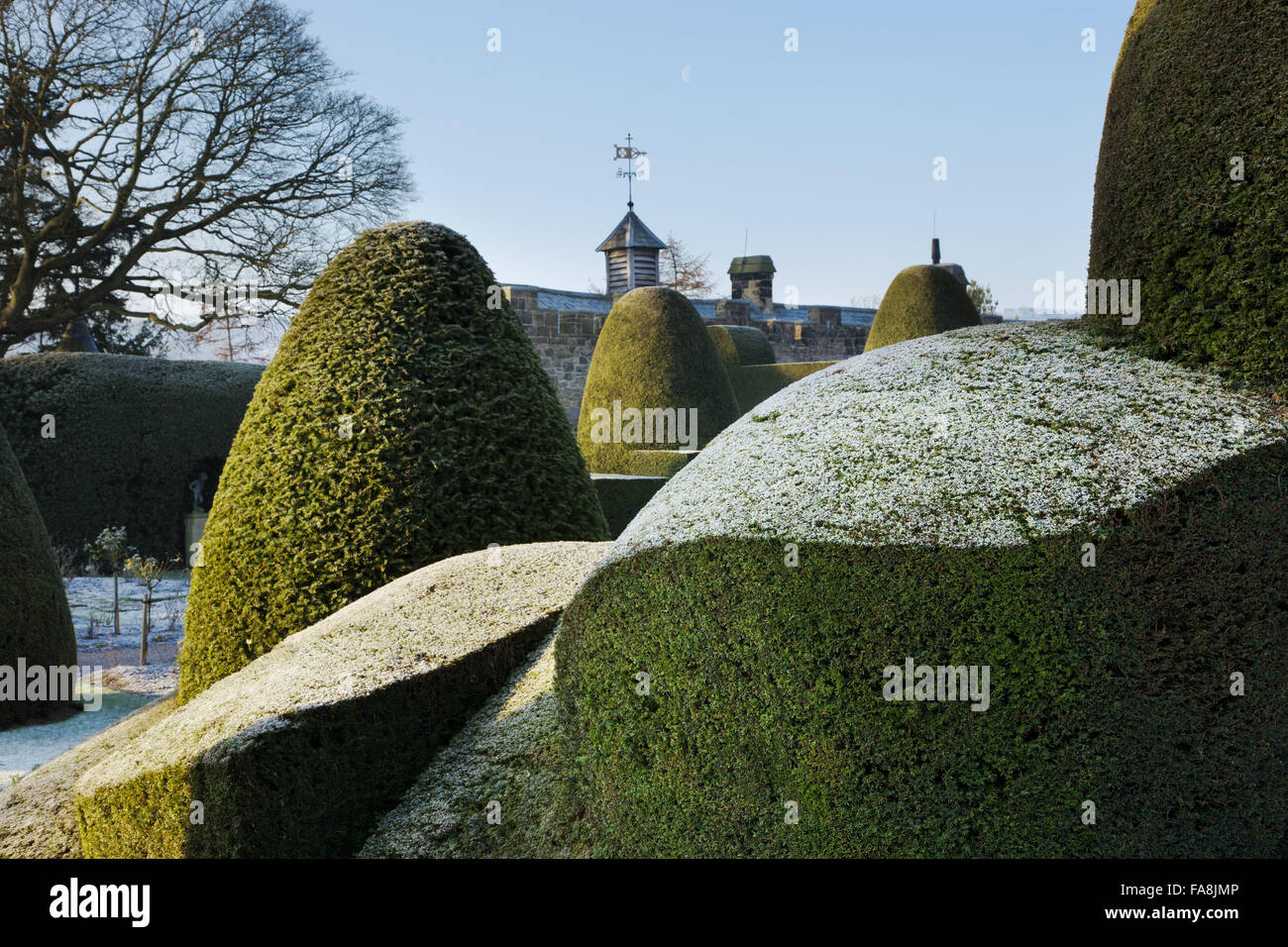Yew topiary in the Formal Garden at Chirk Castle, Wrexham, in winter ...