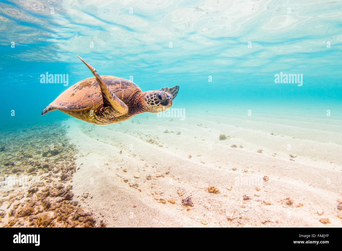 Hawaiian Green Sea Turtle cruising in the warm waters of the Pacific ...