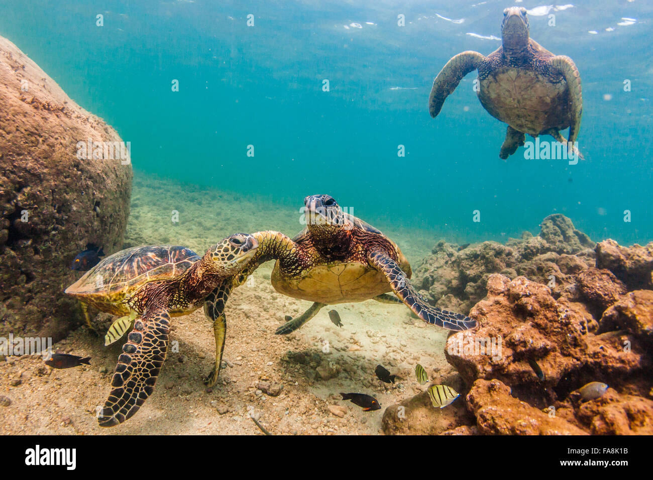 Hawaiian Green Sea Turtle cruising in the warm waters of the Pacific ...