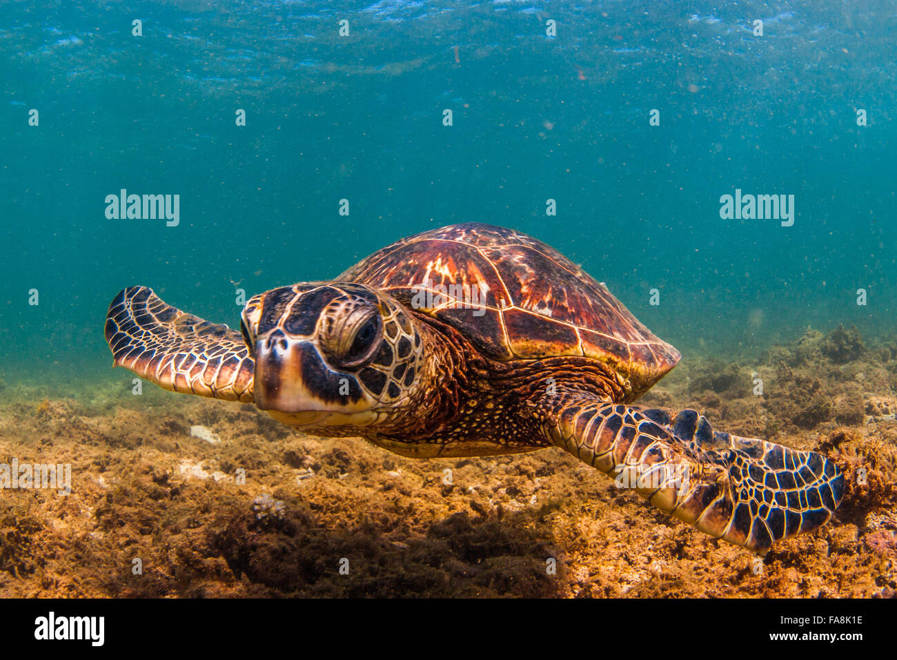 Hawaiian Green Sea Turtle cruising in the warm waters of the Pacific ...