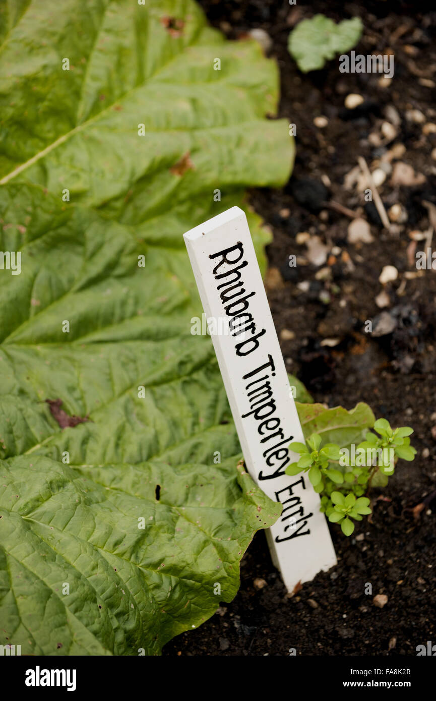 'Timperley Early' rhubarb growing in the Kitchen Garden in June at ...