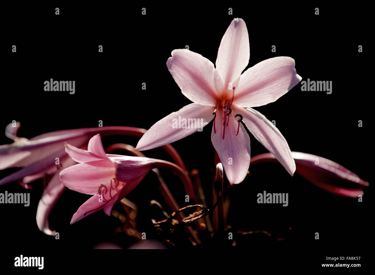 Barrington court gardens hi-res stock photography and images - Alamy