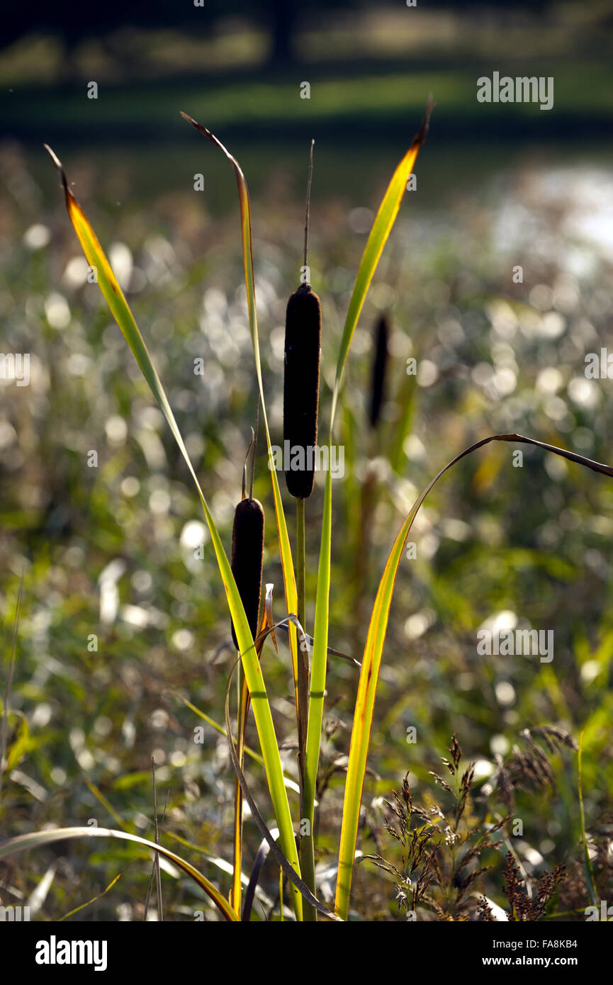 Bulrushes beside the lake on the Blickling Estate, Norfolk Stock Photo ...