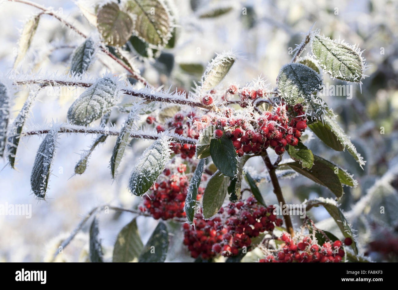 1100506 hi-res stock photography and images - Alamy