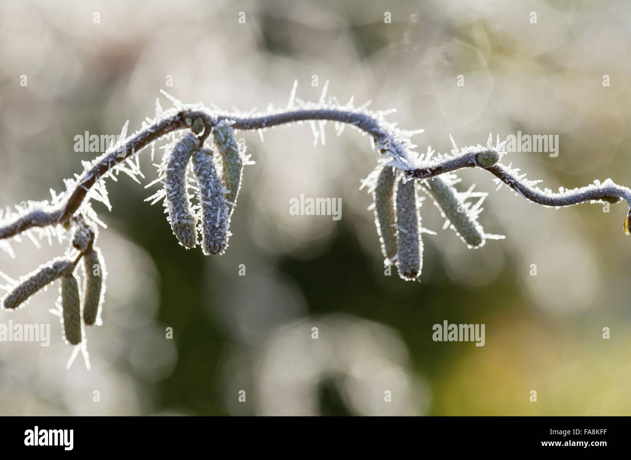 Contorted willow hi-res stock photography and images - Alamy