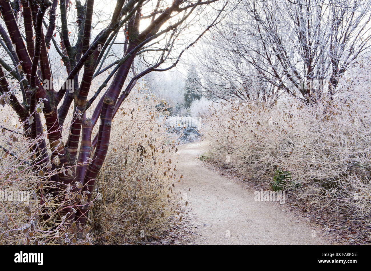 Cornus sanguinea winter beauty hi-res stock photography and images - Alamy