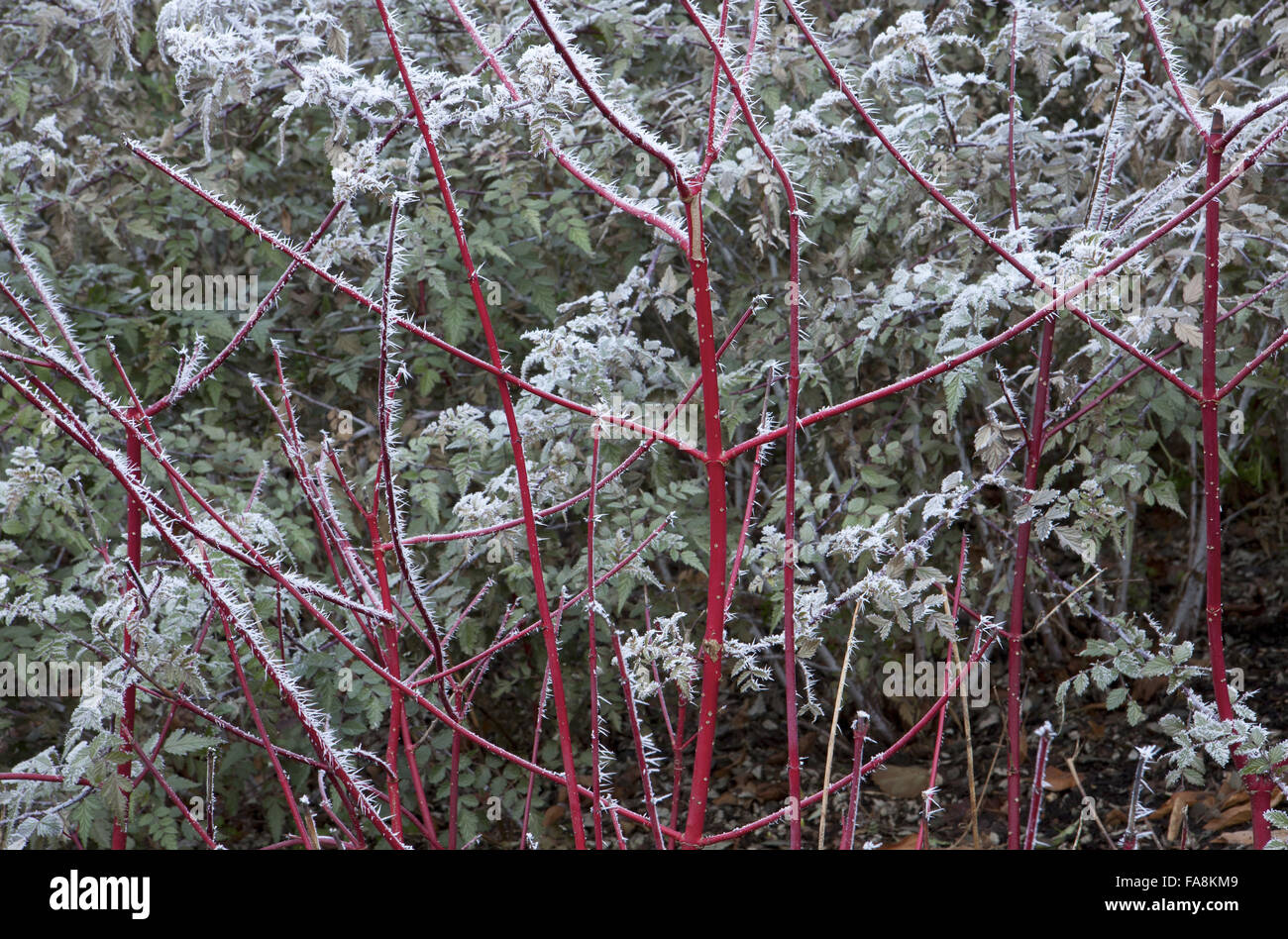 Rubus thibetanus hi-res stock photography and images - Alamy