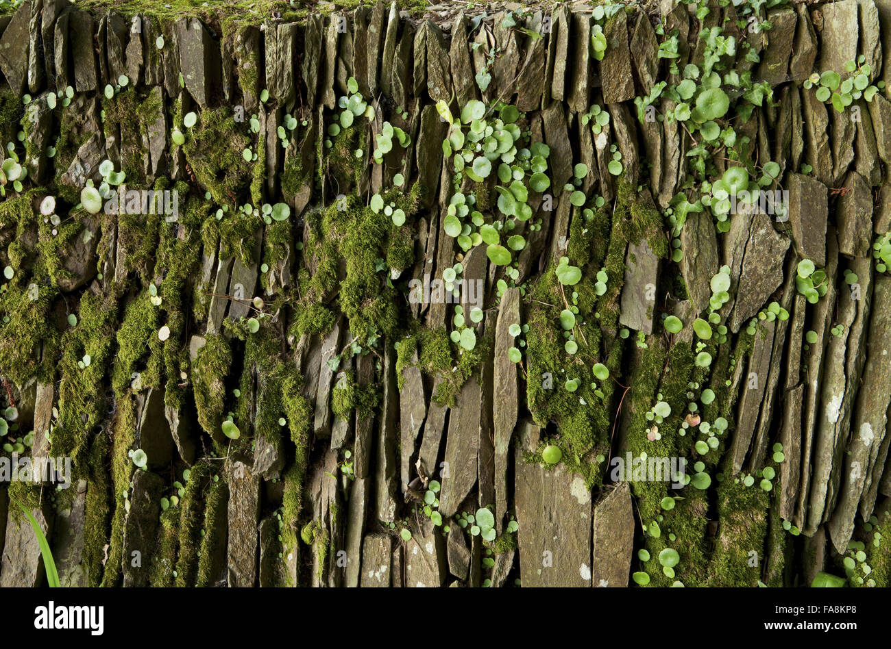 Umbilicus hi-res stock photography and images - Alamy