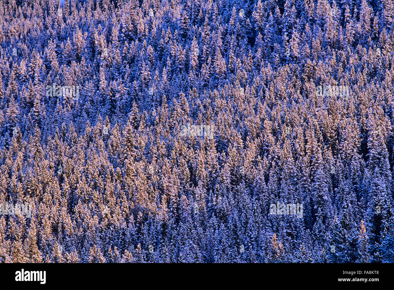 Winter in Jasper National Park, Canada Stock Photo - Alamy