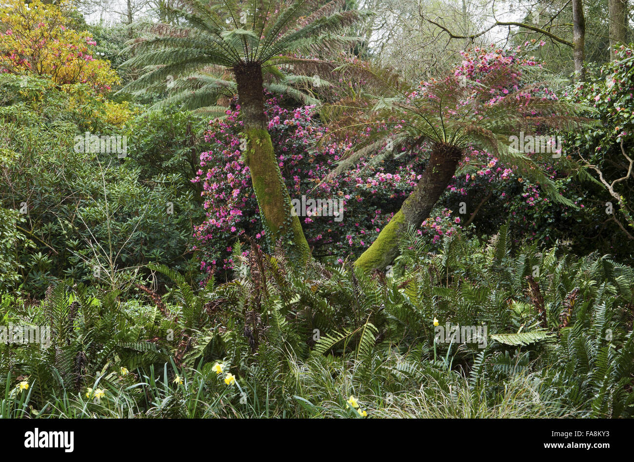 Tree ferns and camellias in spring at Trengwainton Garden, Cornwall ...