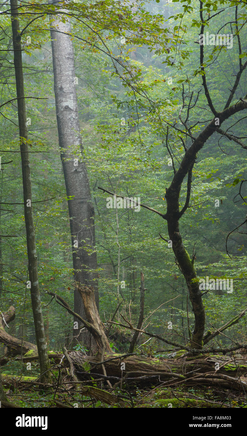 Old poplar tree in fall misty deciduous stand of Bialowieza Forest with ...
