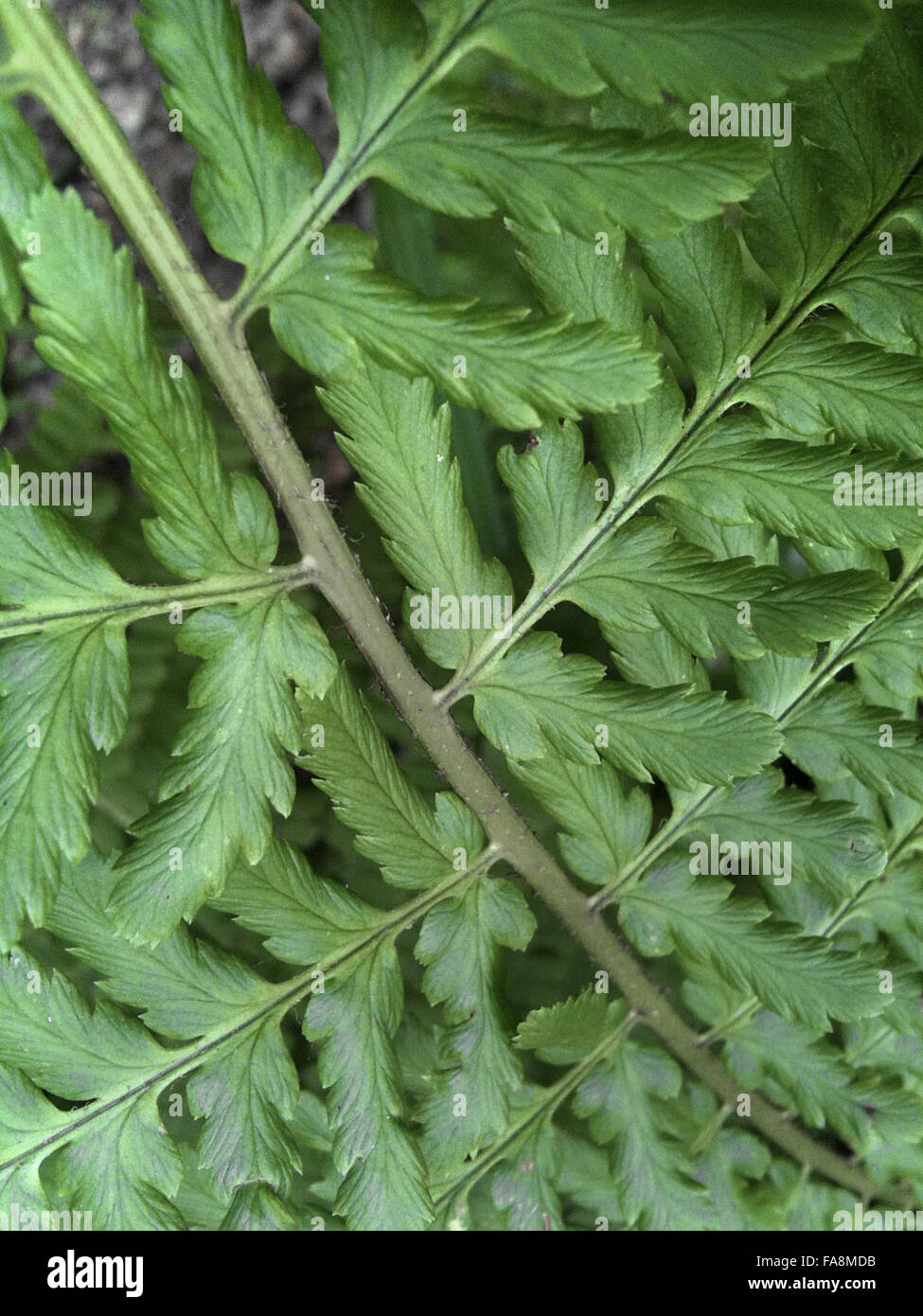 Foliage at Prior Park Landscape Garden, Bath, Somerset. Image taken on ...