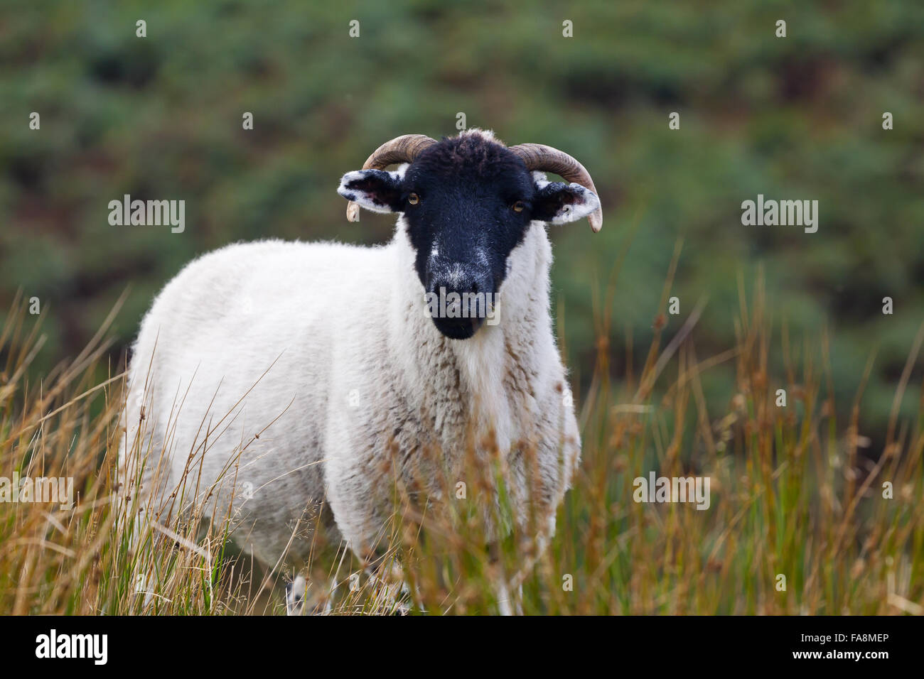 Sheep grazing on moorland at White Moss on Marsden Moor Estate, West ...