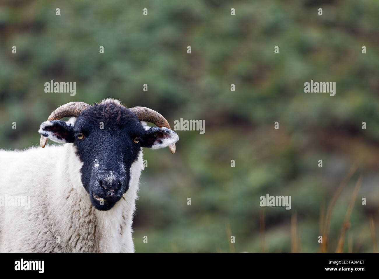 Sheep grazing on moorland at White Moss on Marsden Moor Estate, West ...