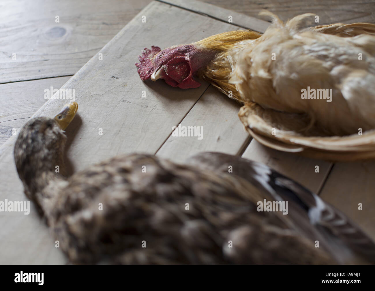 Plucked duck hi-res stock photography and images - Alamy