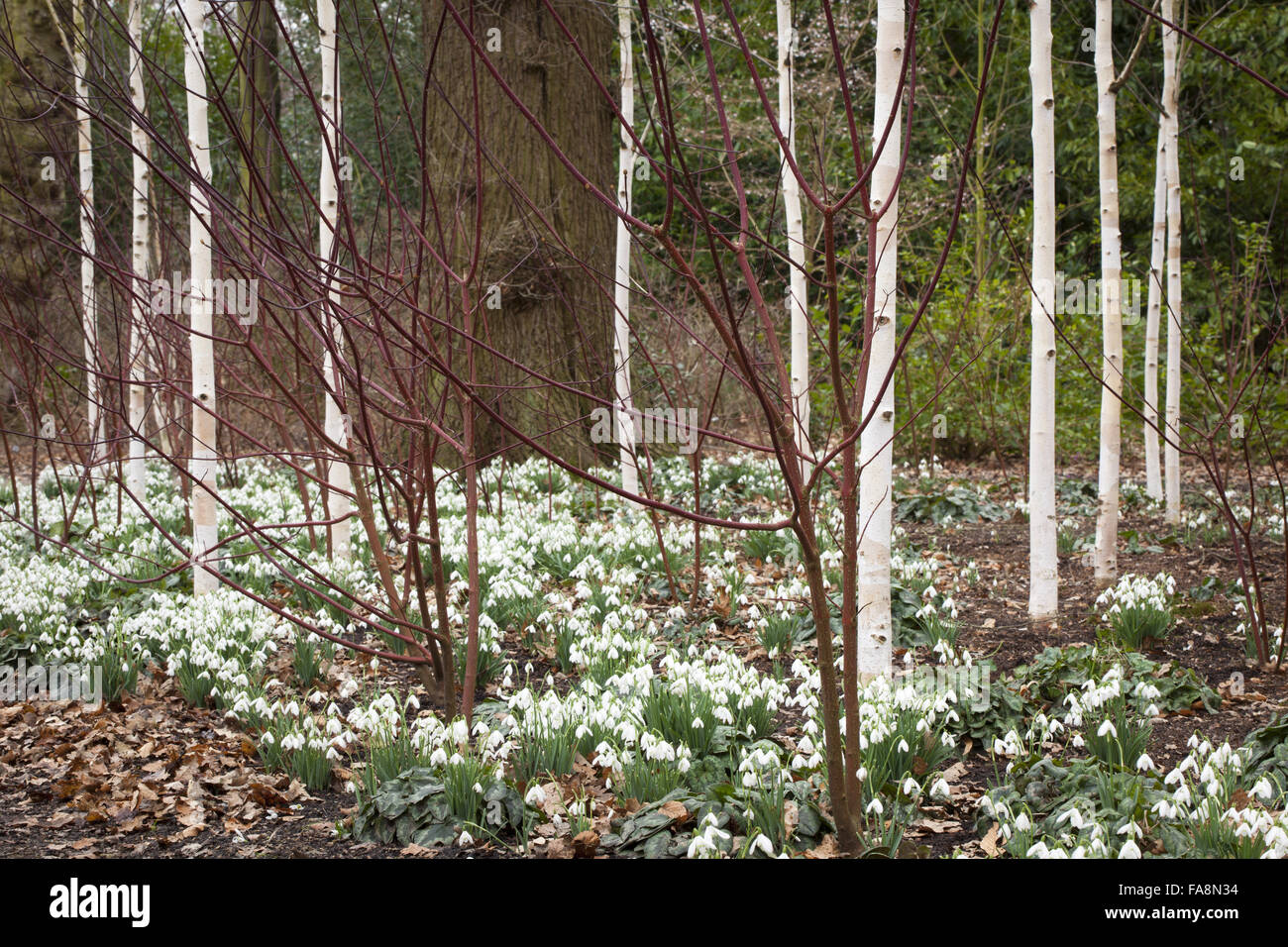 Snowdrops beneath a grove of silver birch trees (Betula utilis var ...