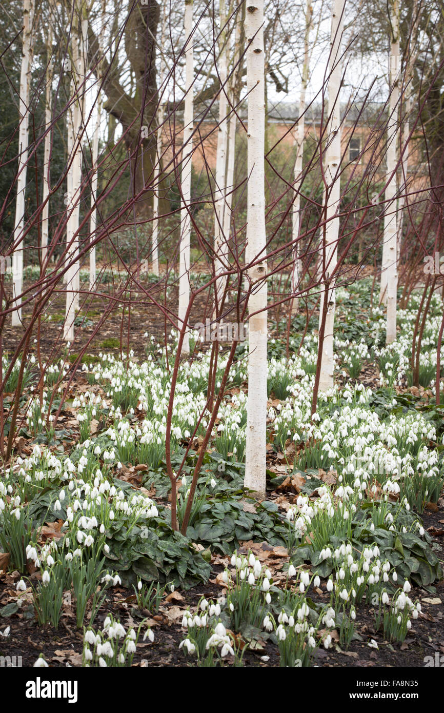 Betula utilis doorenbos hi-res stock photography and images - Alamy