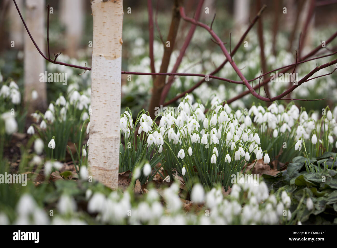 Betula utilis doorenbos hi-res stock photography and images - Alamy
