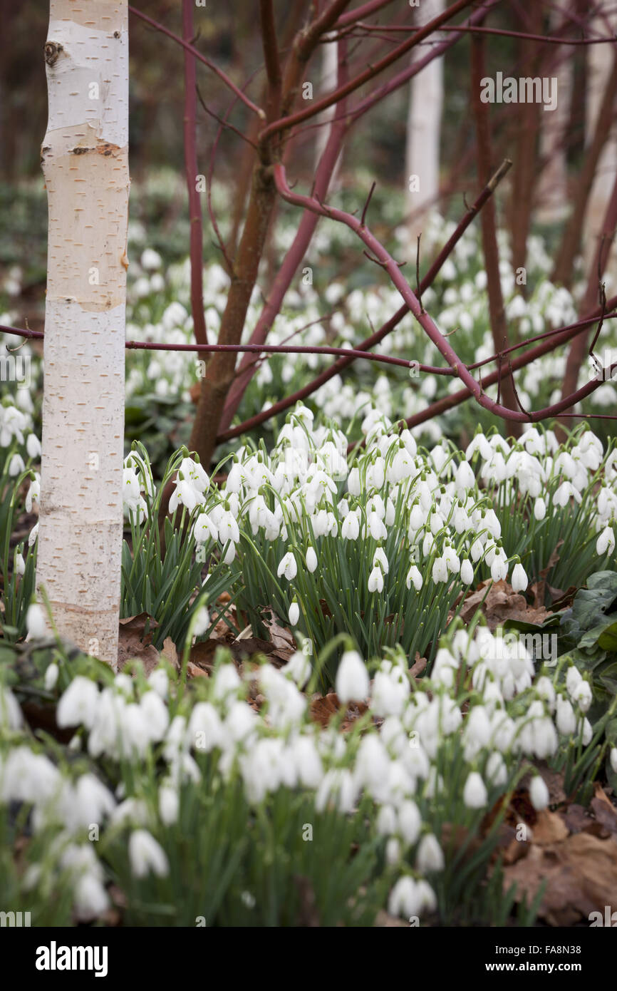 Betula utilis doorenbos hi-res stock photography and images - Alamy