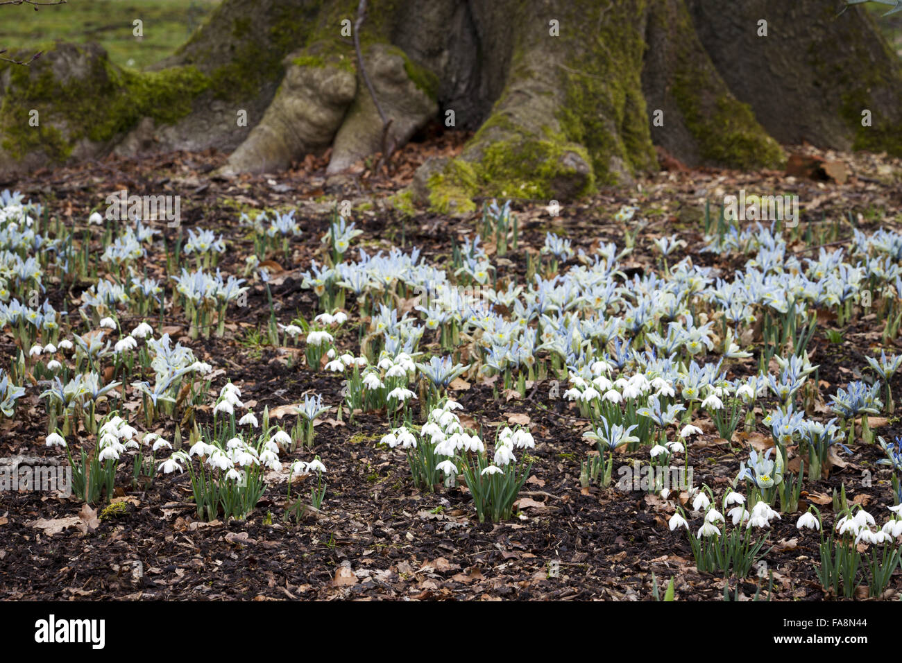 Iris 'Katharine Hodgkin' (Reticulata) growing with snowdrops near the ...
