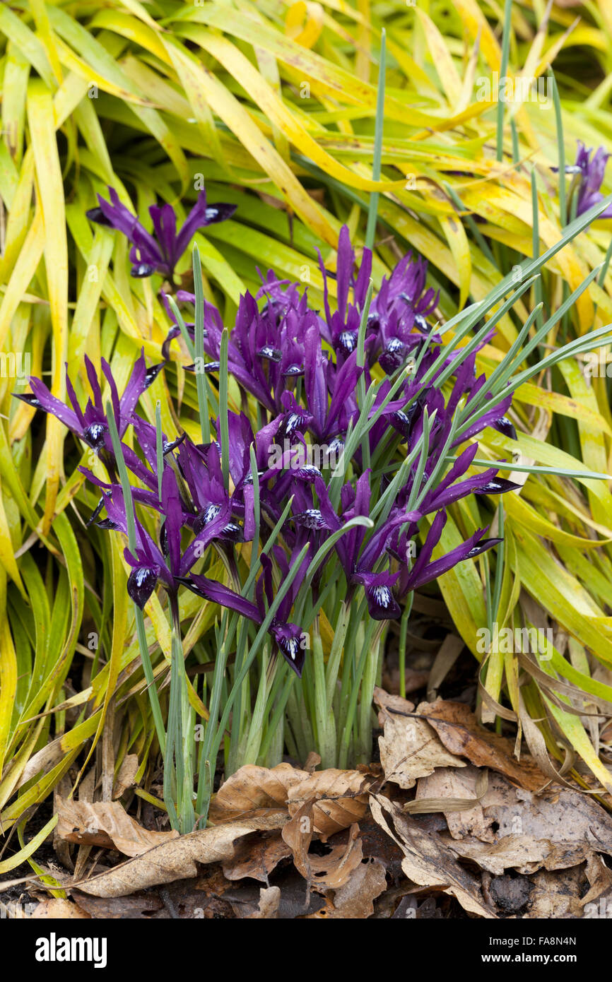 English gem hi-res stock photography and images - Alamy