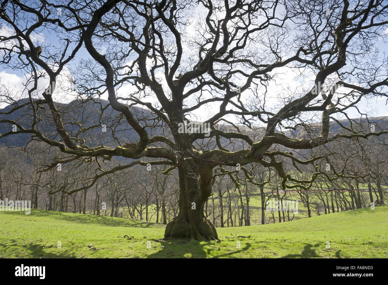 Gnarled tree casting shadows at Wasdale, Cumbria Stock Photo - Alamy