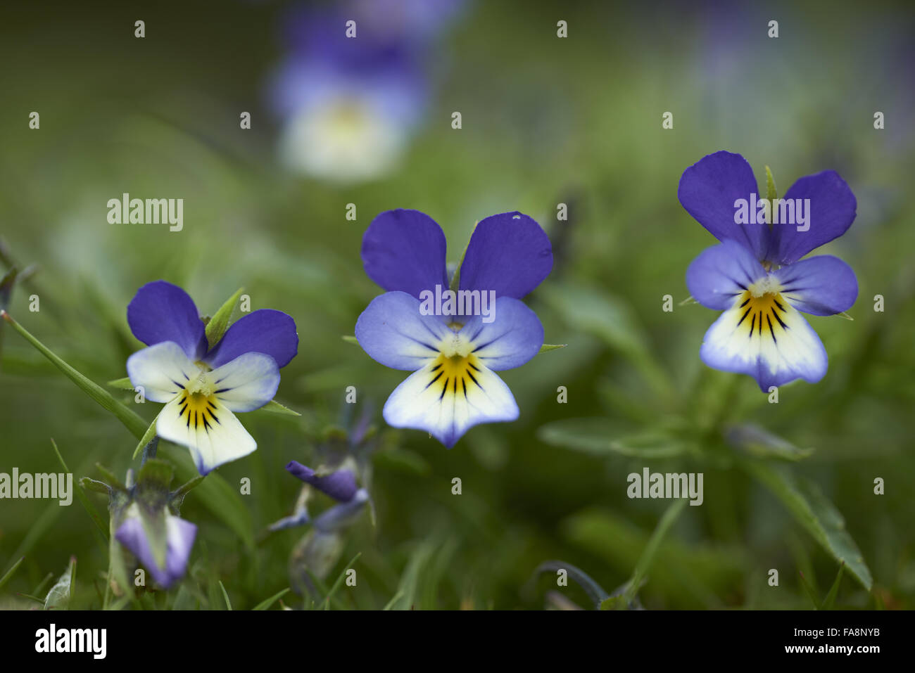 Viola tricolour growing on the Murlough National Nature Reserve, County ...
