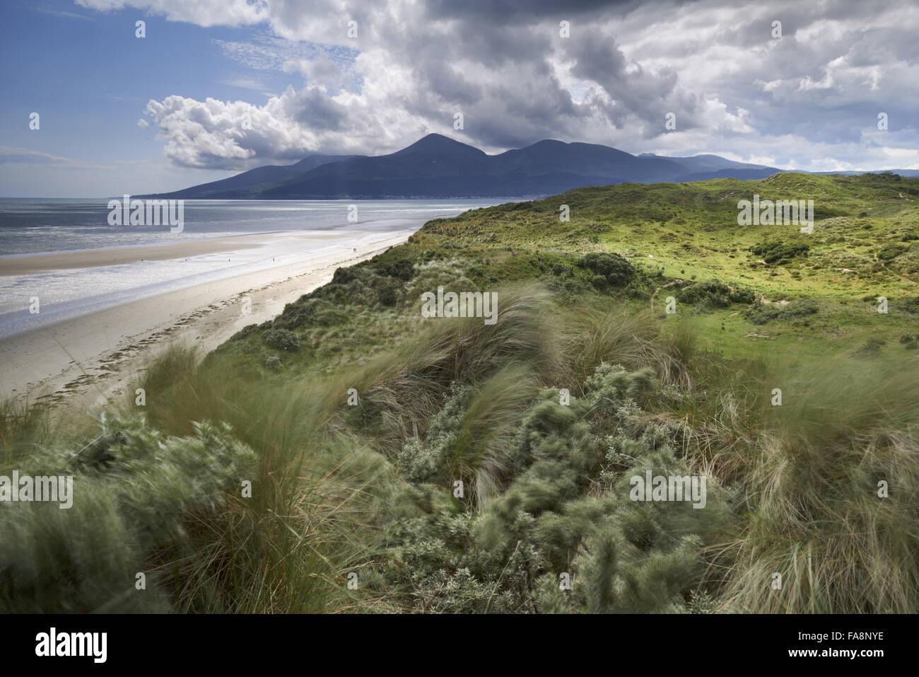 View to the Mourne Mountains from Murlough National Nature Reserve ...