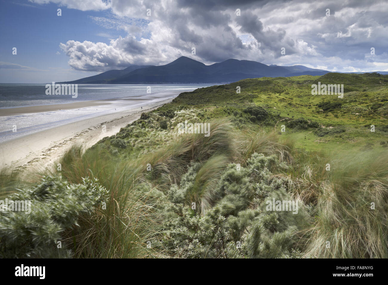Murlough National Nature Reserve High Resolution Stock Photography and ...