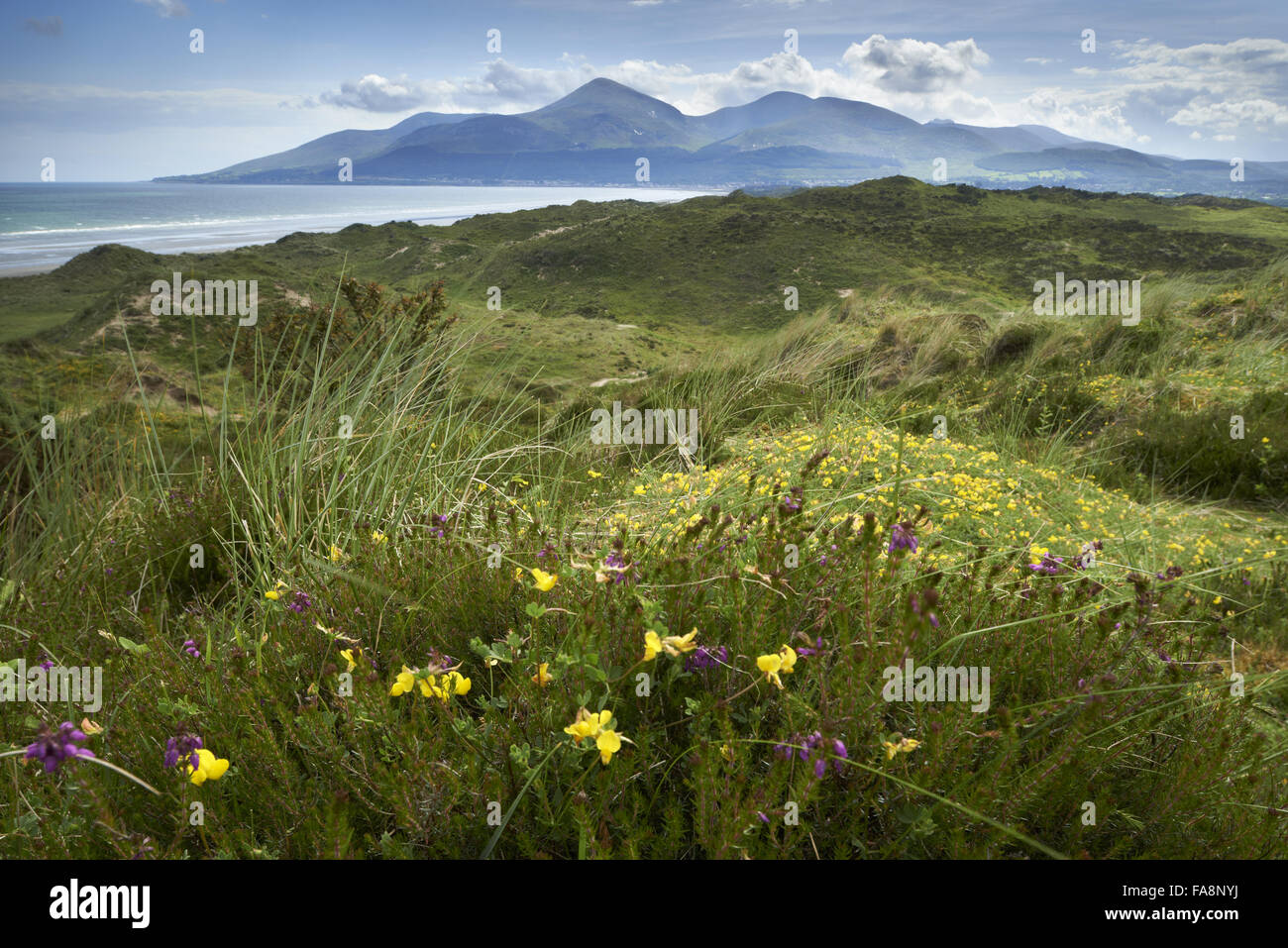Murlough national nature reserve’s hi-res stock photography and images ...