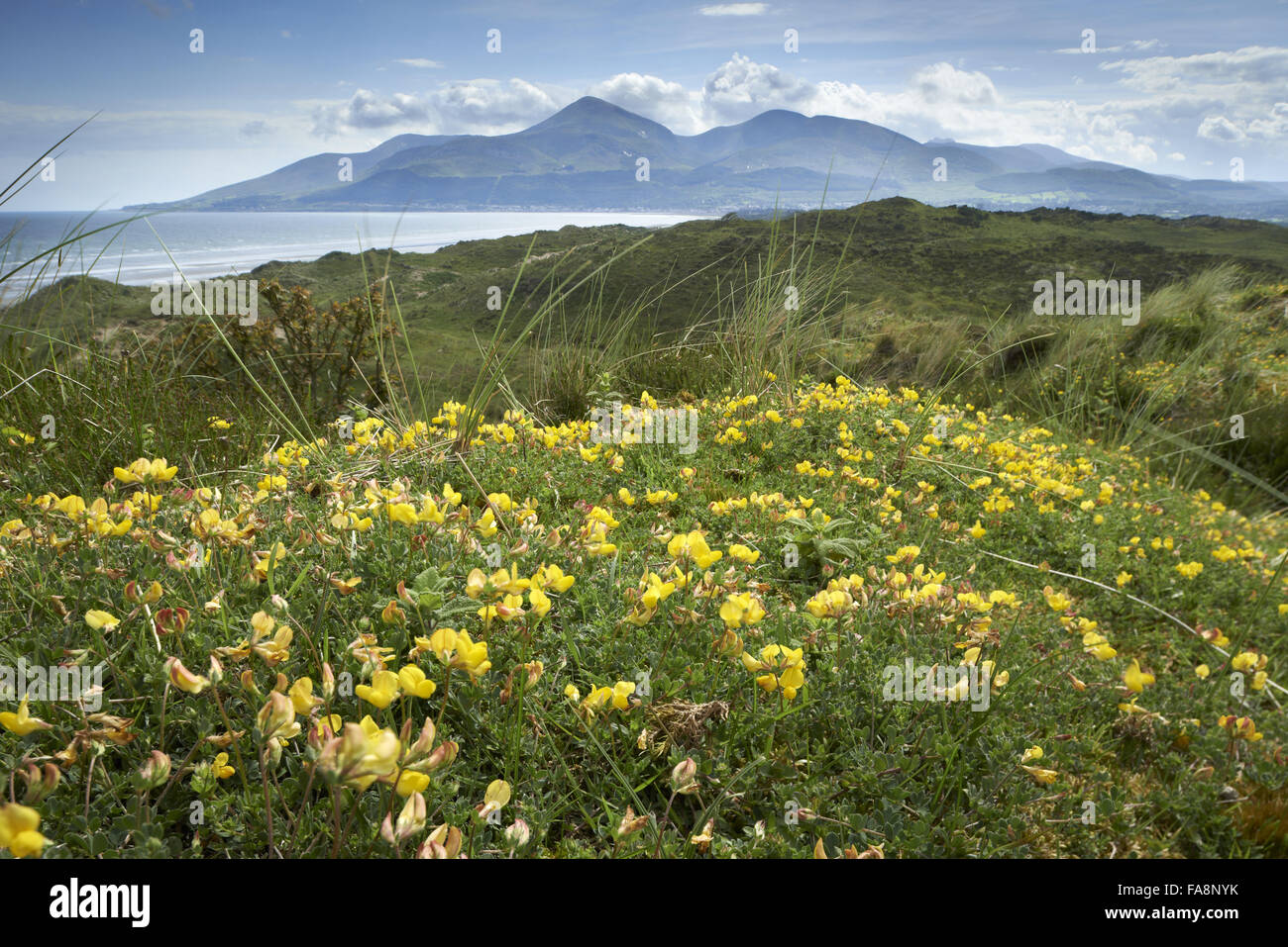 Murlough National Nature Reserve High Resolution Stock Photography and ...