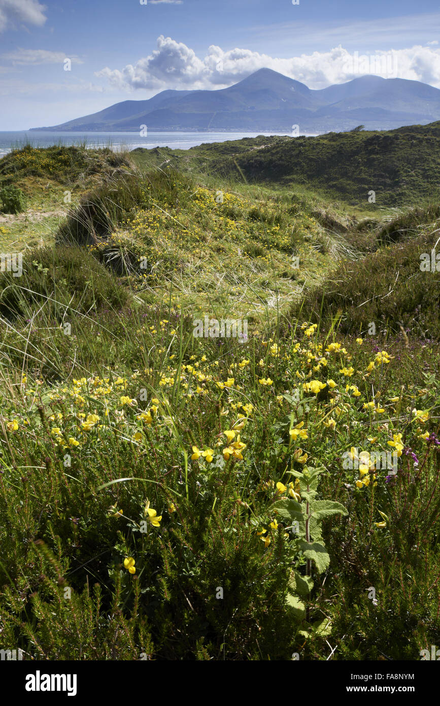 View to the Mourne Mountains from Murlough National Nature Reserve ...