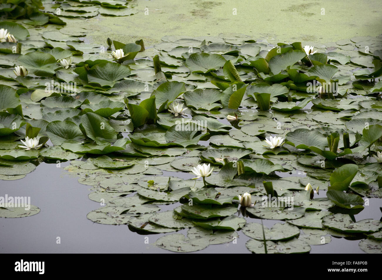 Lilies on water hi-res stock photography and images - Alamy