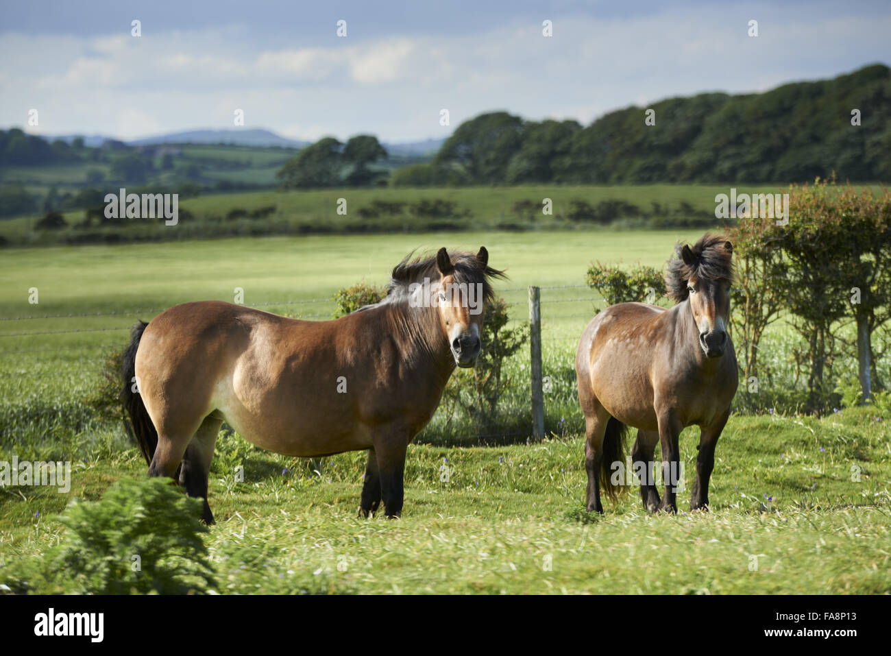 Ponies on Murlough National Nature Reserve, County Down, Northern ...
