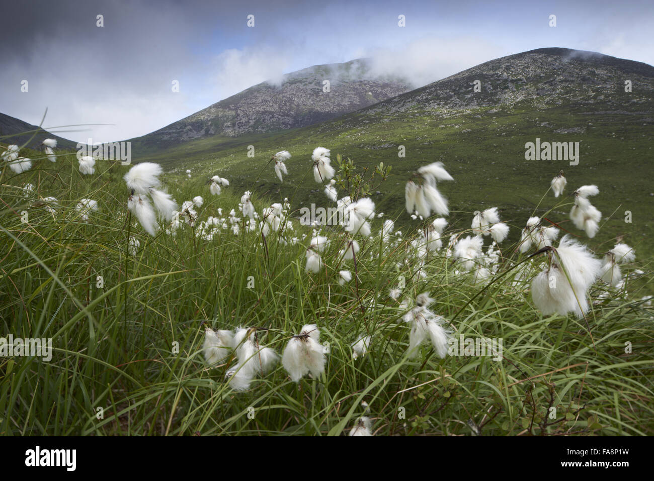 Cottongrass growing along the Brandy Pad, an ancient smugglers' route ...