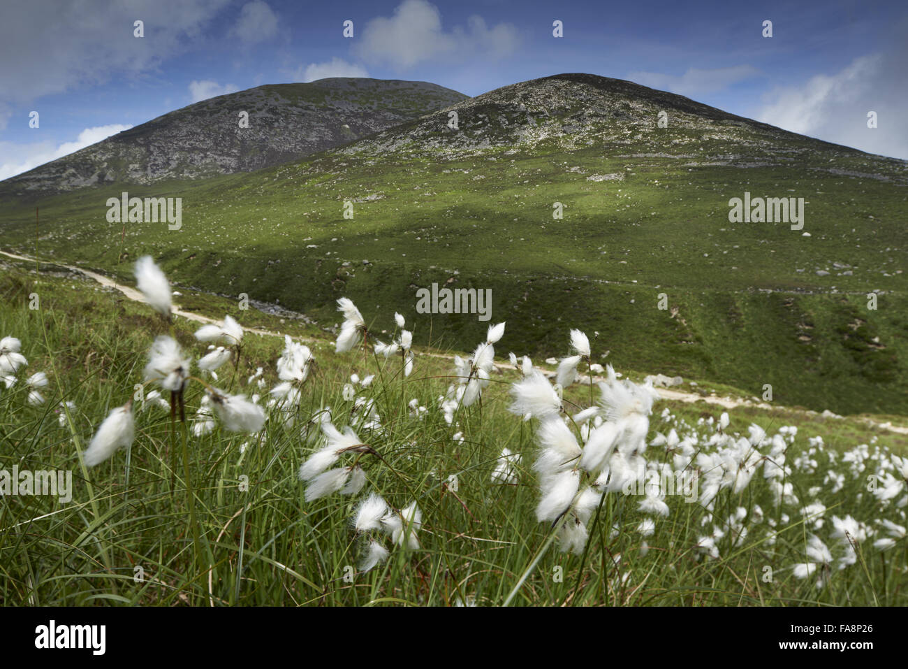 Cottongrass growing along the Brandy Pad, an ancient smugglers' route ...
