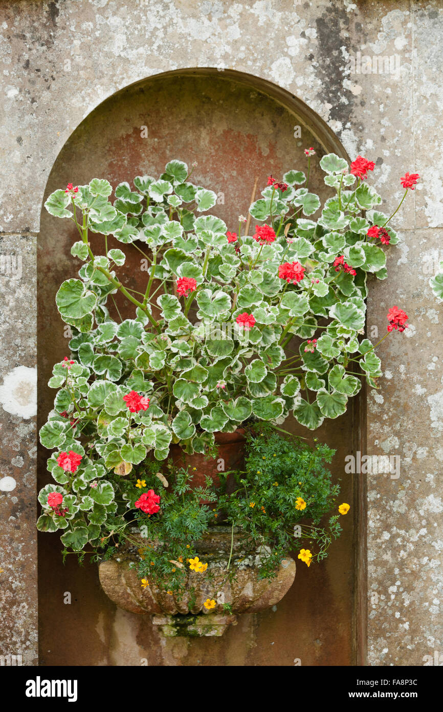 Geranium in a niche in the exedra in the Italian Garden at Belton House ...
