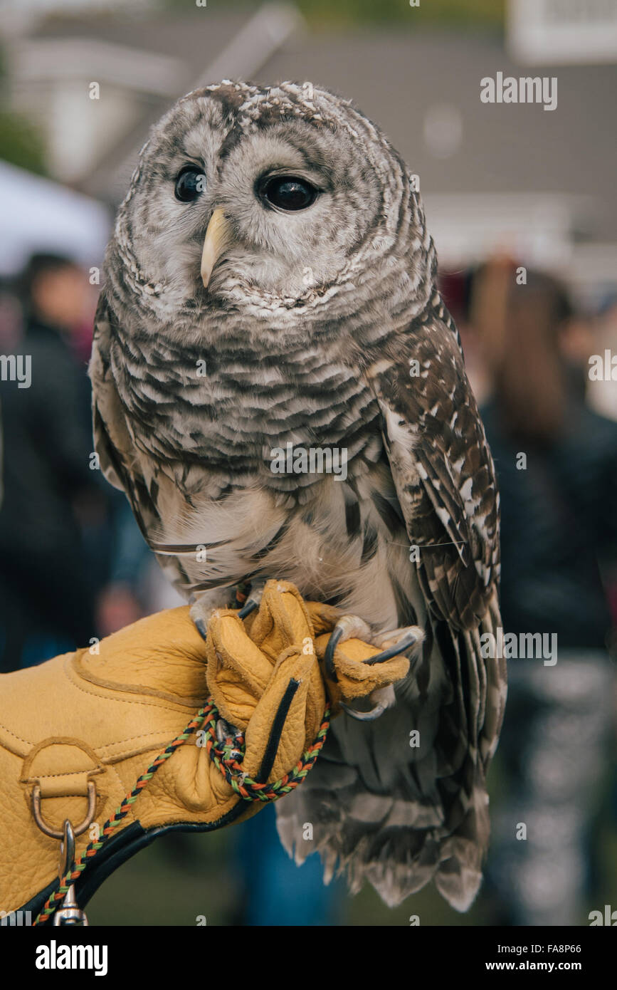 Owl visits local festival Stock Photo - Alamy