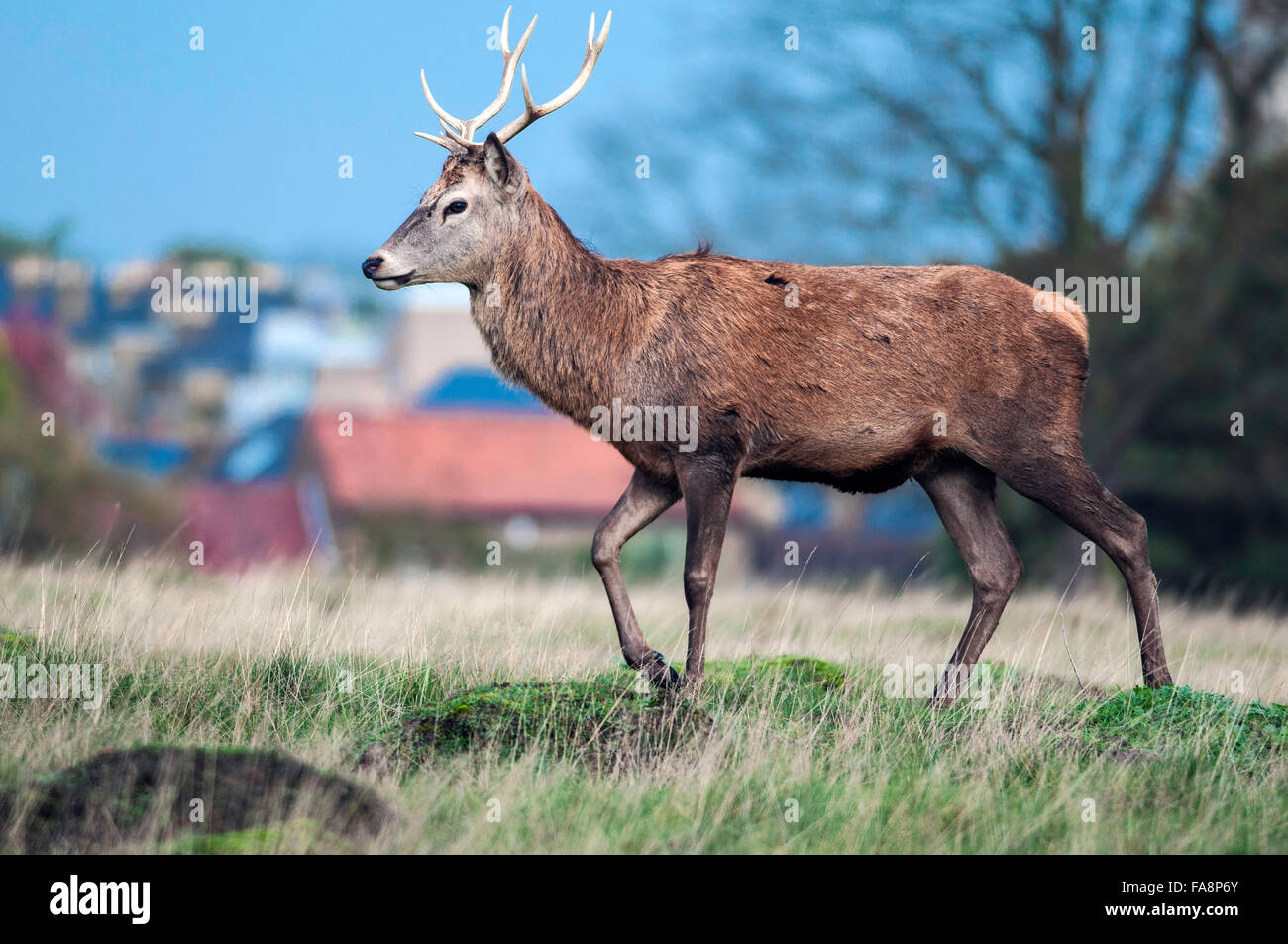 Red deer, richmond park hi-res stock photography and images - Alamy