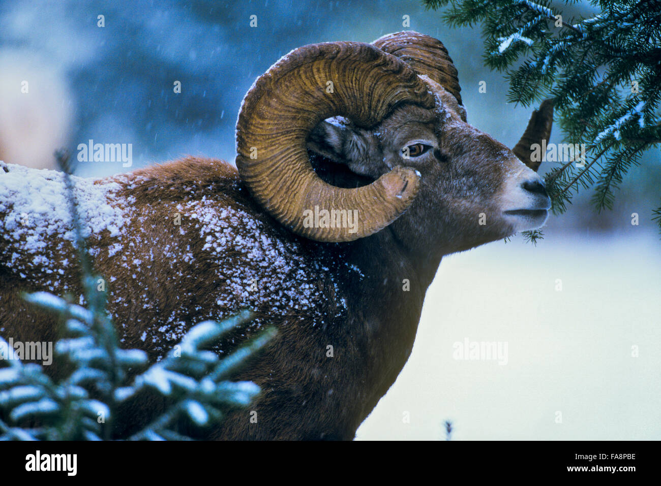 Mountain Sheep, Jasper National Park Stock Photo - Alamy