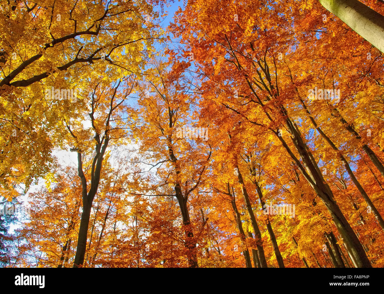 Baumstamm herbst hi-res stock photography and images - Alamy